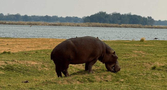 Discovering the Magic of Royal Zambezi Lodge | Guest Blog