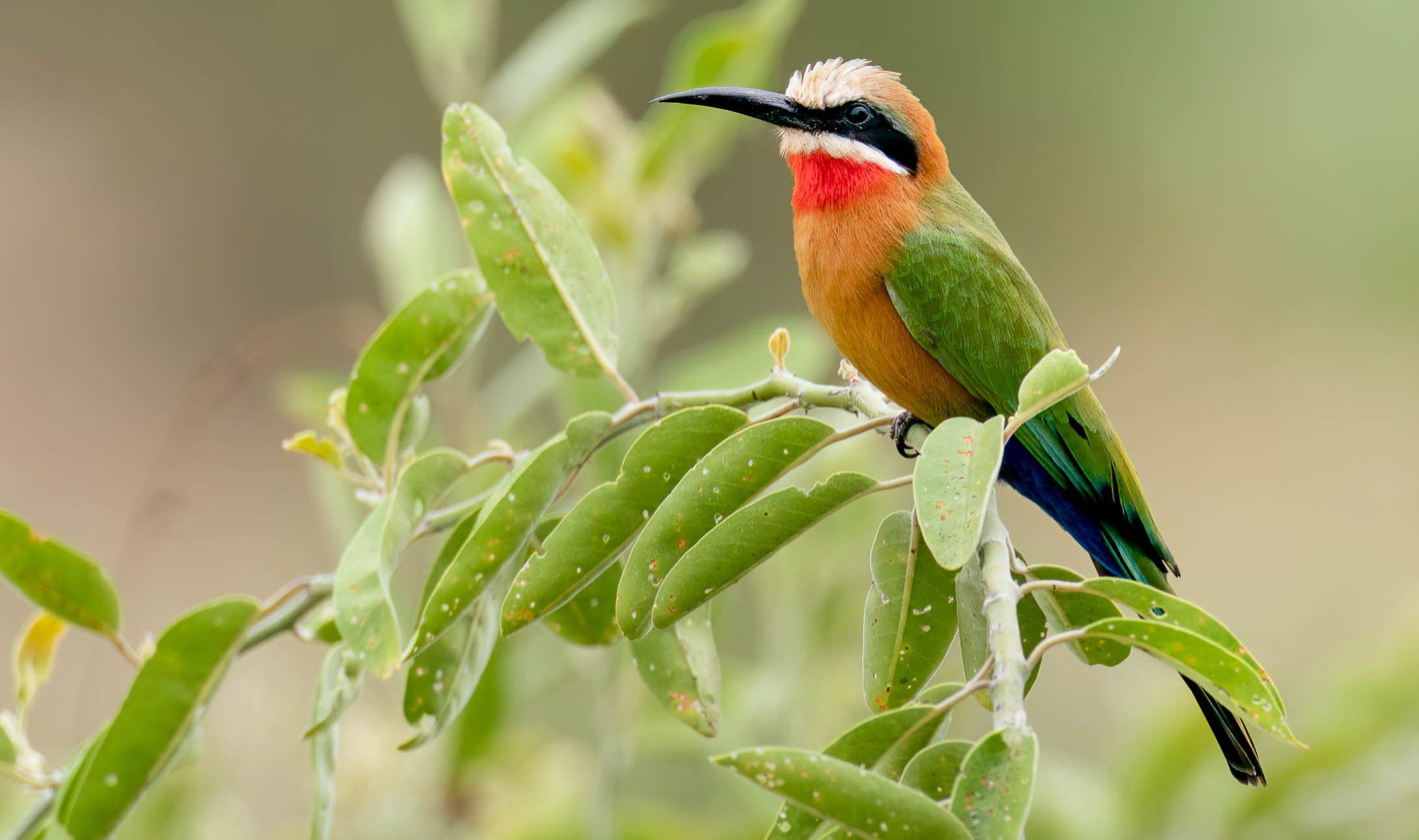 Zambia’s Tracker Birds: How They Lead Us To Africa’s Big Game - Royal ...