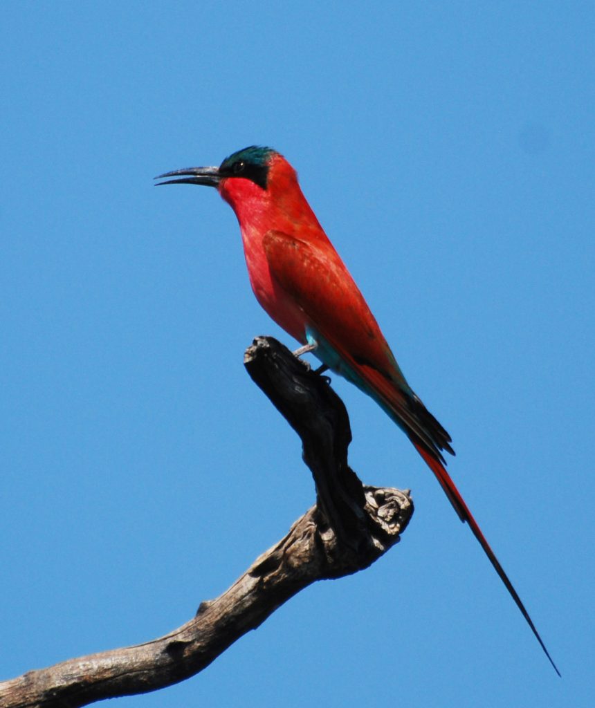 Zambia’s Tracker Birds: How They Lead Us To Africa’s Big Game - Royal ...