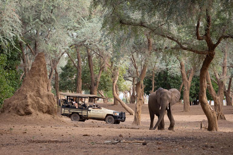How Safari Tourism Supports Conservation in Zambia | Royal Zambezi Lodge